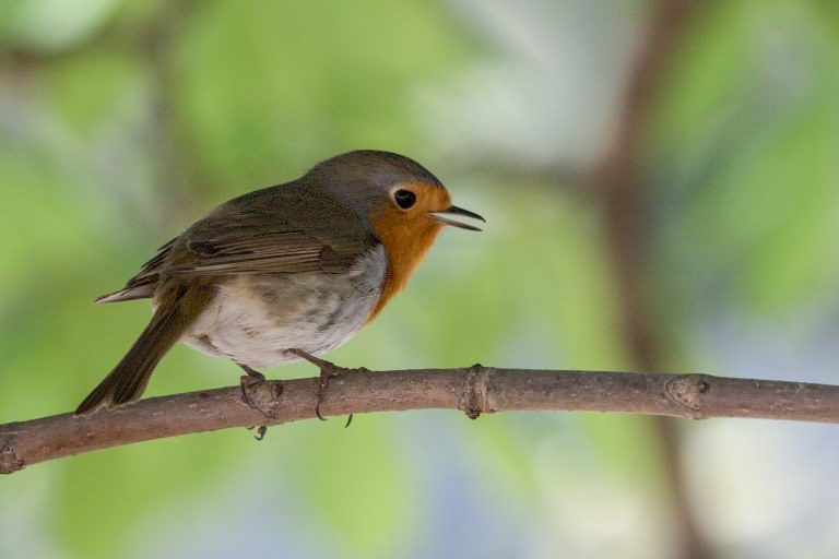 Quel genre d’oiseau êtes-vous selon votre signe du zodiaque ? – Un jour ...